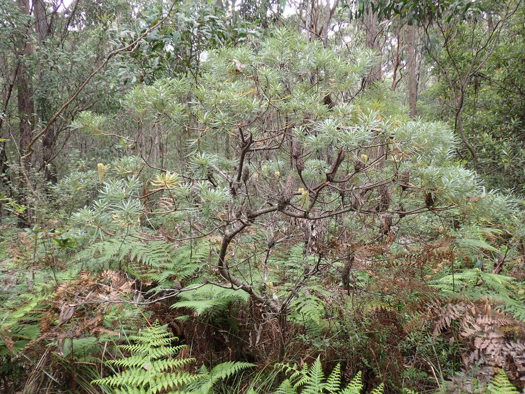 New England Banksia from Forest Land NSW 2372, Australia on March 10 ...