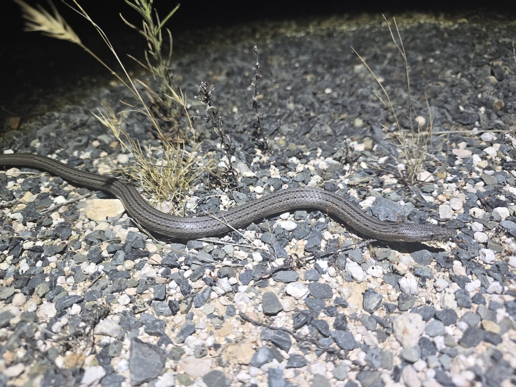 Burton's Snake-lizard from Lameroo SA 5302, Australia on March 10, 2024 ...