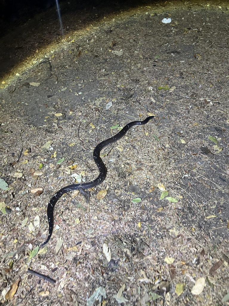 Mexican Burrowing Python from Bahia Junquillal, La Cruz, Guanacaste, CR ...