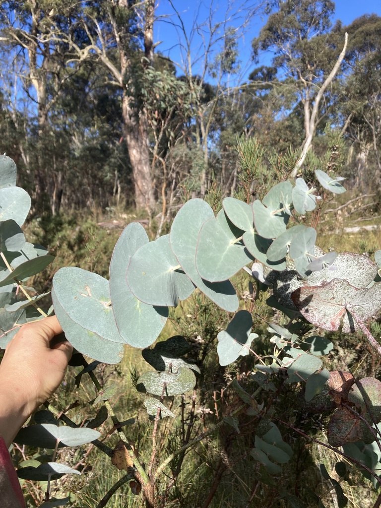 Spinning gum from Alpine National Park, Billabong, VIC, AU on March 16 ...
