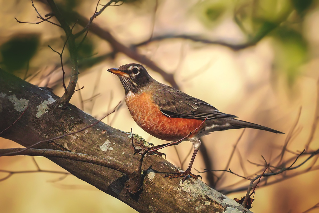 American Robin from Laurens, SC, US on December 23, 2023 at 11:57 AM by ...