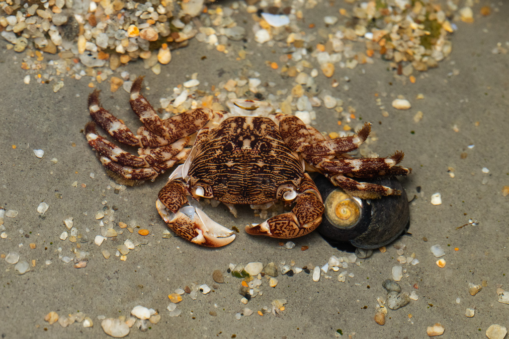 Striped Shore Crab from Santa Cruz County, CA, USA on March 16, 2024 at ...