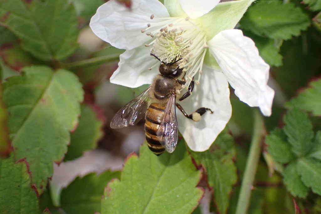 Asian Honey Bee in March 2024 by uncontacted tribe · iNaturalist