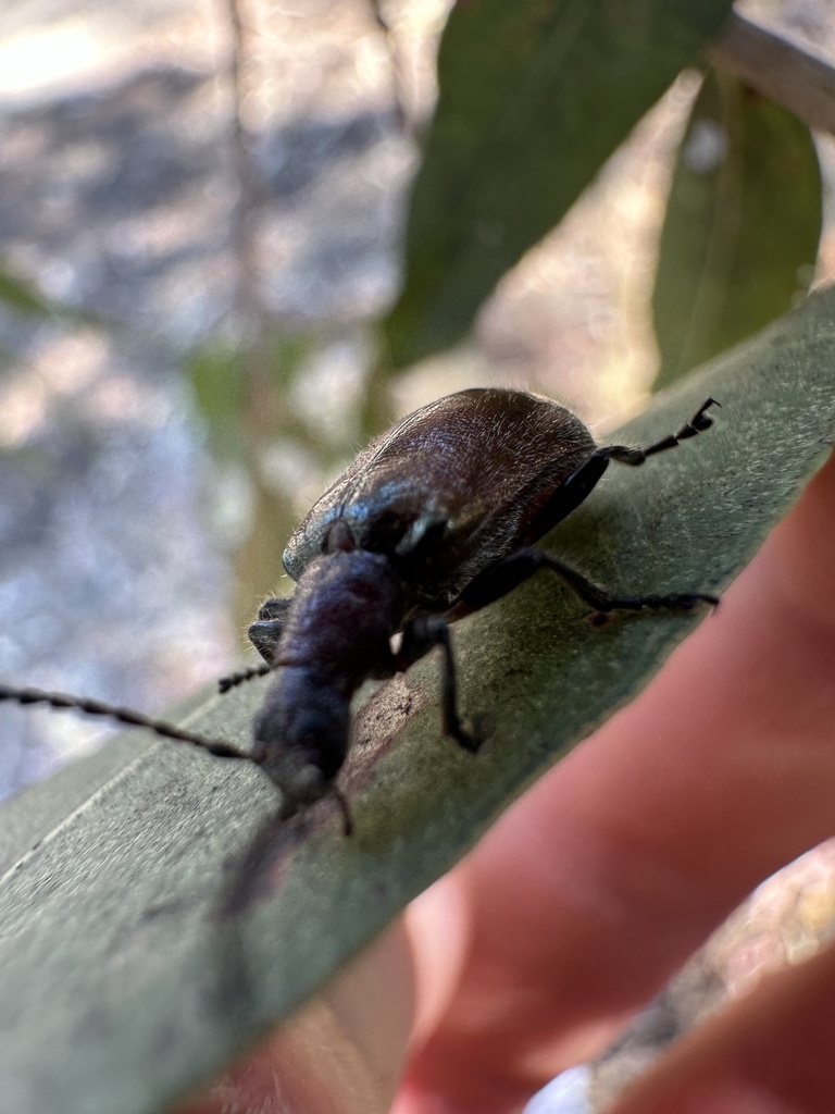 Long-jointed Beetles from Royal Park, Parkville, VIC, AU on March 18 ...