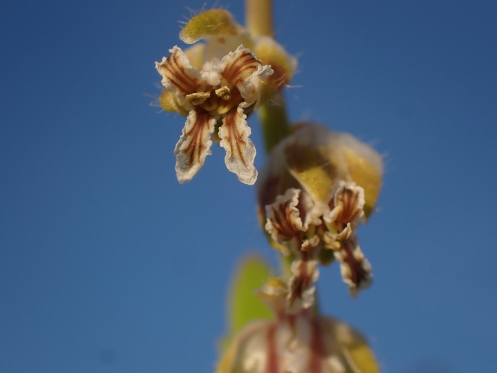 California jewelflower in March 2024 by Jordan Collins. Jeez I love ...