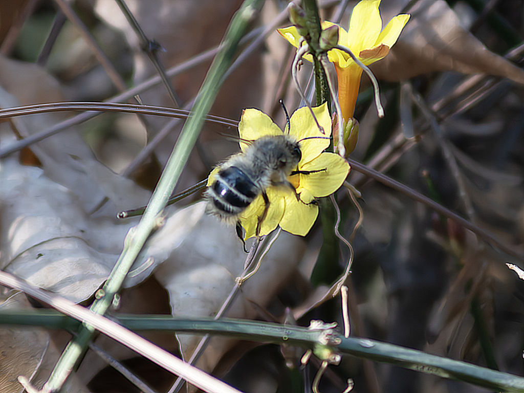Common Digger Bees from 中国北京市海淀区 on March 13, 2024 at 09:38 AM by Yushi ...