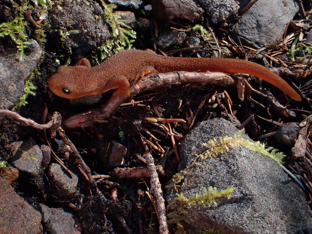 Rough-skinned Newt from Kitsap County, WA, USA on March 17, 2024 at 09: ...