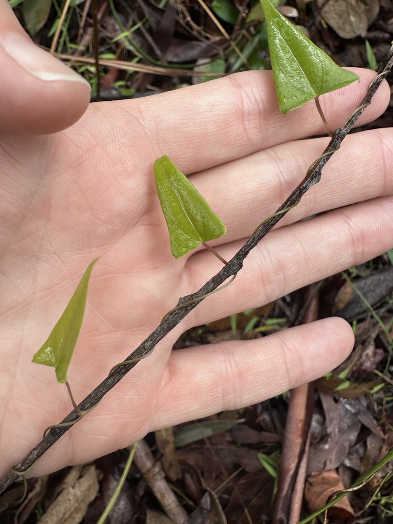 Common Yam Vine from Second Ridge Rd, Smiths Lake, NSW, AU on March 18, 2024 at 01:49 PM by ...