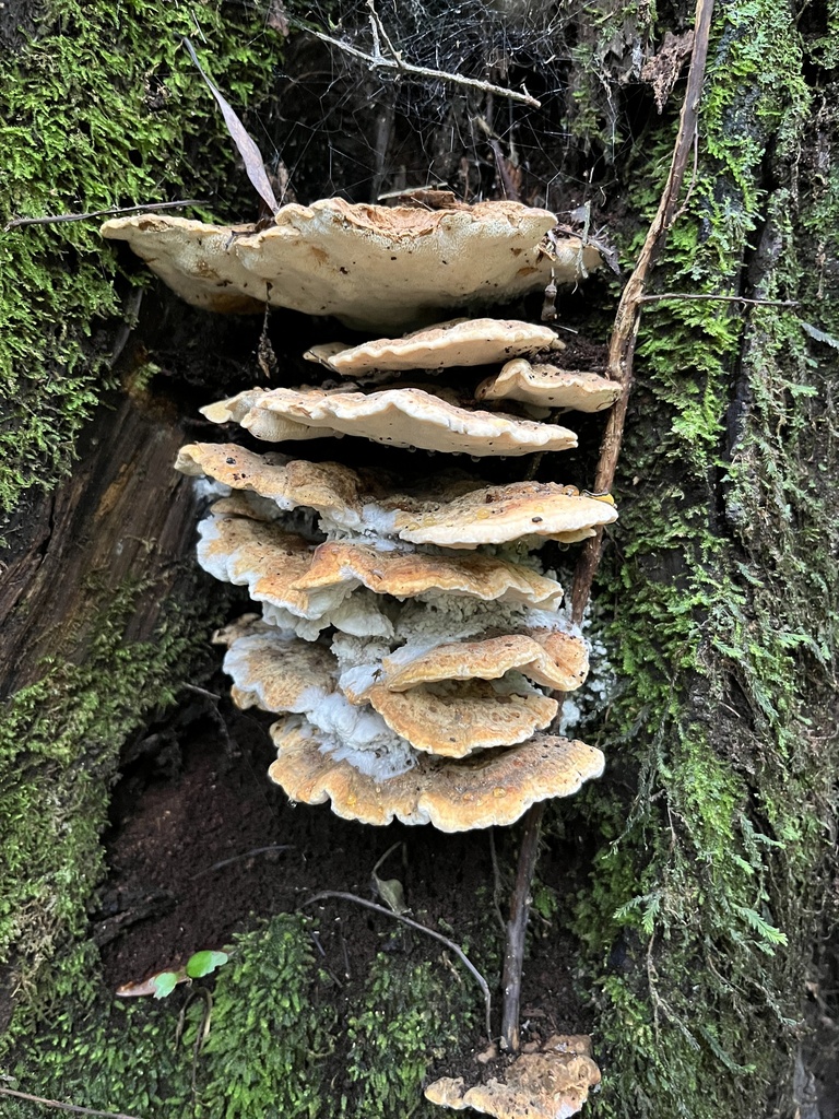 shelf fungi from North Island, Cambridge, Waikato, NZ on March 18, 2024 ...