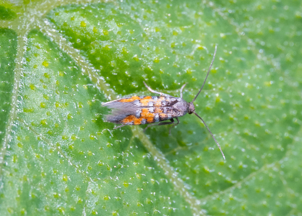 Neoheliodines vernius from Perris, CA, US on March 17, 2024 at 10:29 AM ...