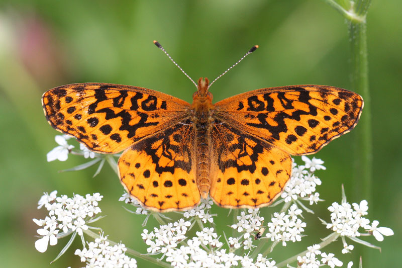 Meadow Fritillary from Williams Township, PA, USA on August 2, 2010 at ...