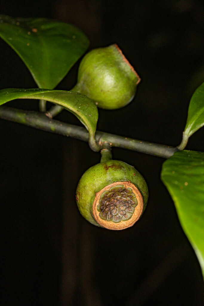 Bolwarra from Mary Cairncross Scenic Reserve, Maleny QLD 4552 ...