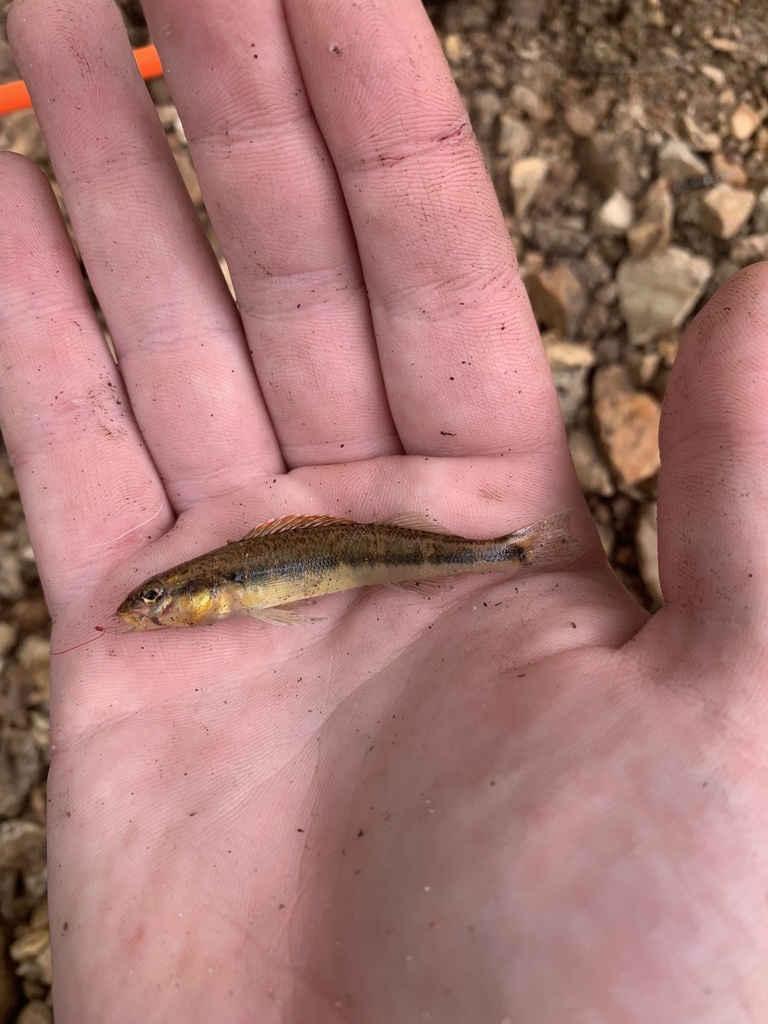 Gilt darter from Sfr 23, Steelville, MO, US on August 13, 2023 at 03:56 ...