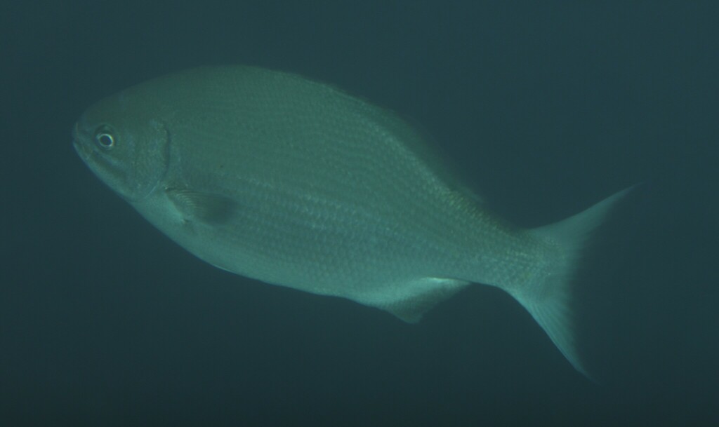 Silver Drummer from 1 Bower Ln, Manly NSW 2095, Australia on March 17 ...