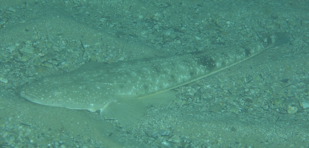 Dusky Flathead from 1 Bower Ln, Manly NSW 2095, Australia on March 17 ...