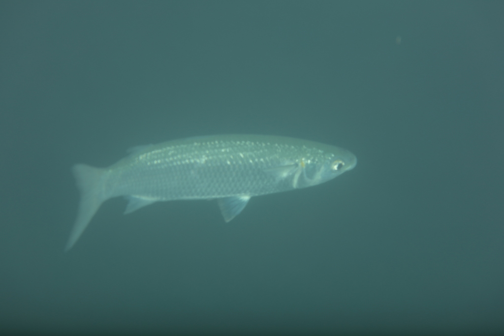 Sand Mullet from 1 Bower Ln, Manly NSW 2095, Australia on March 17 ...