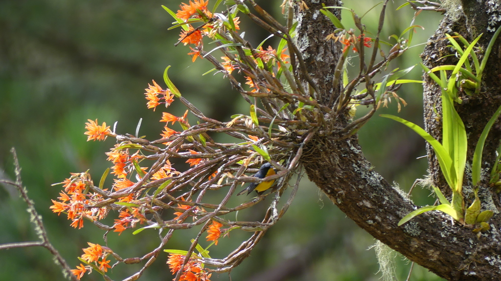 Tropical Parula from Tinamou Cottage on Finca, Habbus de kwie ...