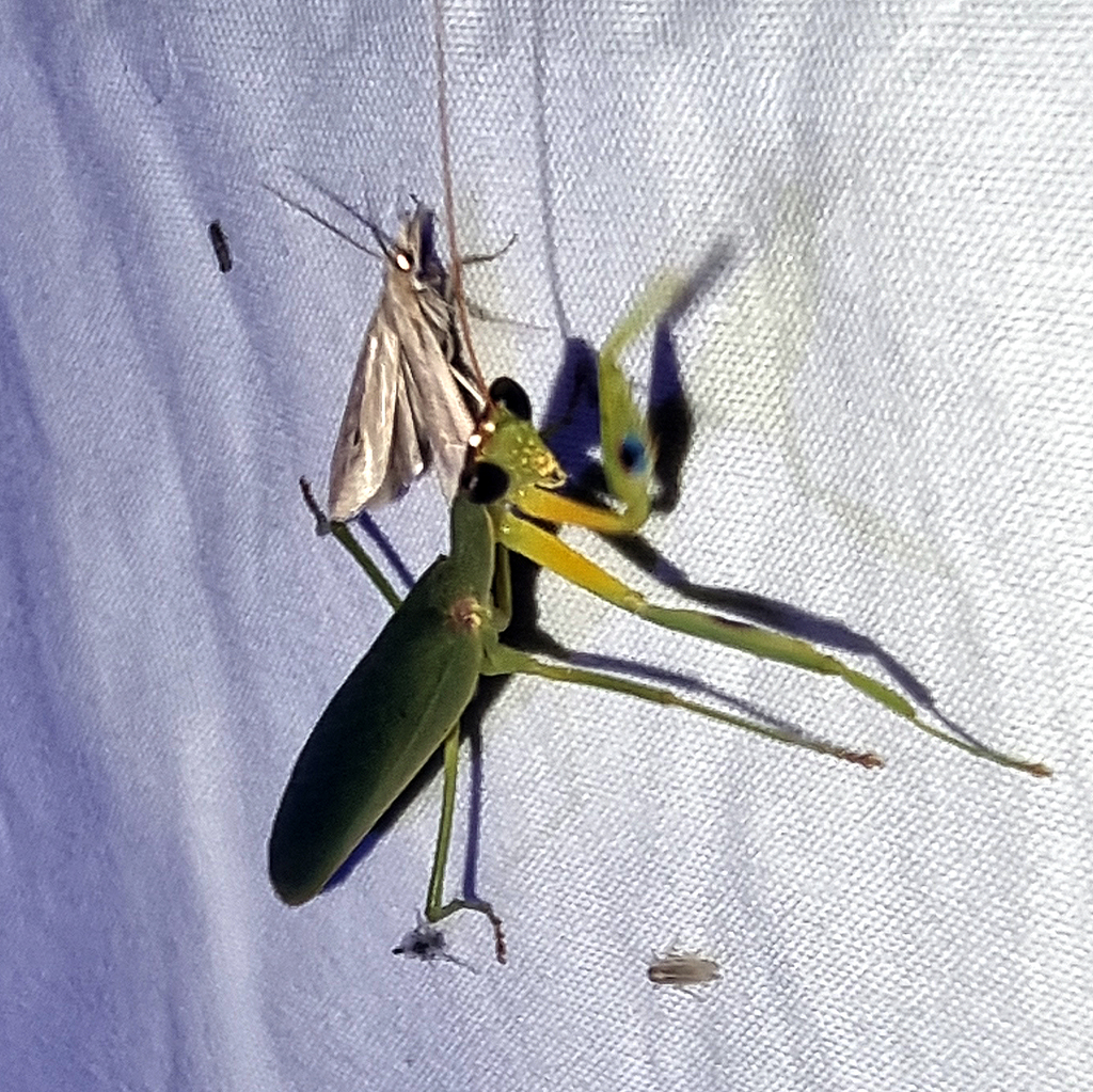 Australian Garden Mantis from Little River VIC 3211, Australia on March ...