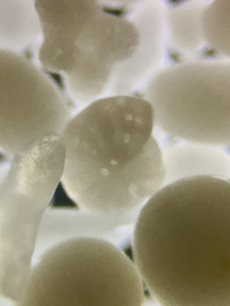 Elphidiidae from Highborne Cay, BS on March 7, 2024 at 04:35 PM by ...