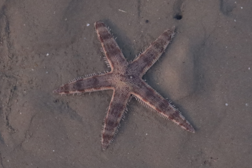 Indo-Pacific Sand Star from ที่ทำการ C87W+32P อุทยานแห่งชาติหาดเจ้าไหม ...