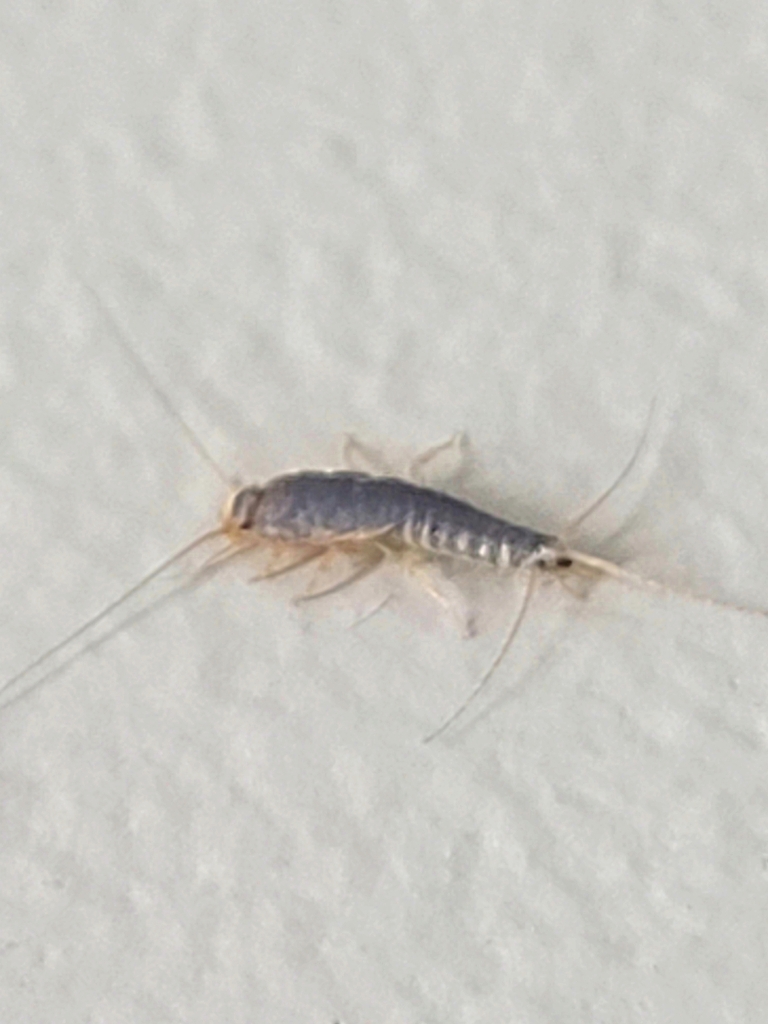 Long-tailed Silverfish in March 2024 by Jonathan Gilmer · iNaturalist
