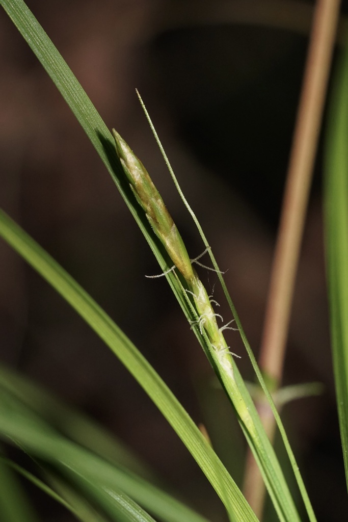trigonous sedge from Equestrian Ridge Ct, San Diego, CA, US on March 17 ...