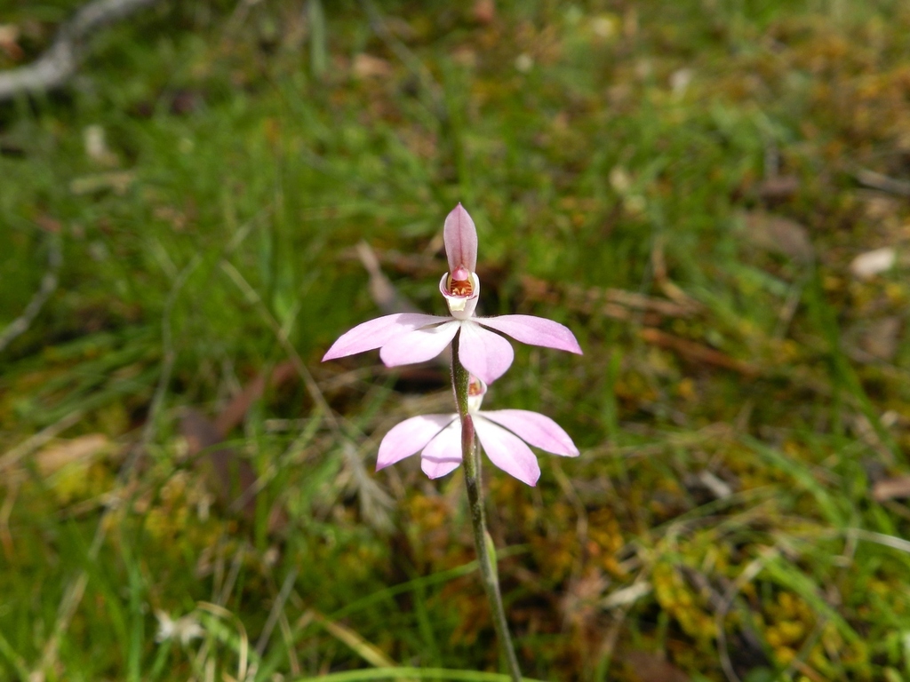Pink Lady Fingers from Moyston VIC 3377, Australia on October 7, 2023 ...