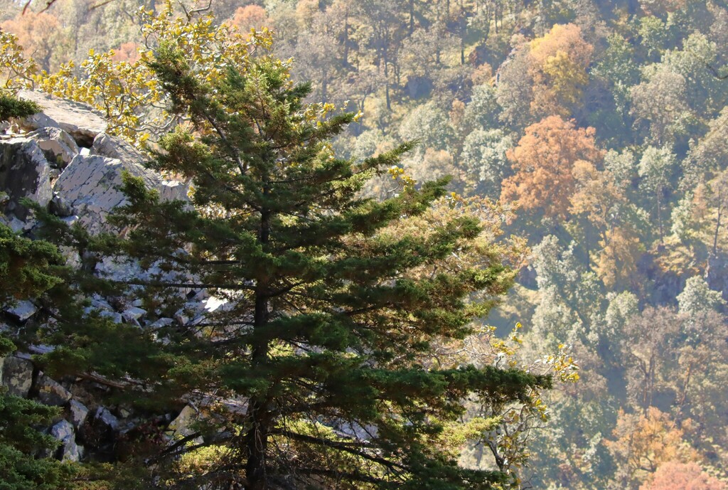 cedar of Goa from Volcán de Tequila, 46754 Jal., México on March 17 ...