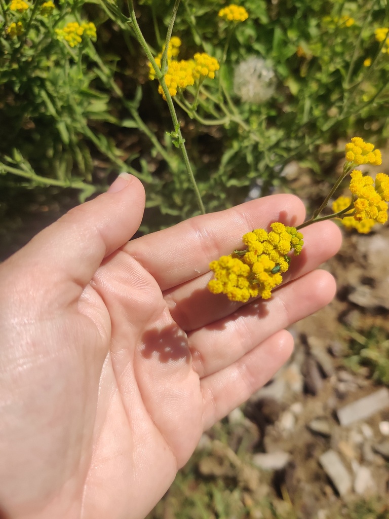 Kooigoed Everlasting from Mahehle, South Africa on March 8, 2024 at 09: ...