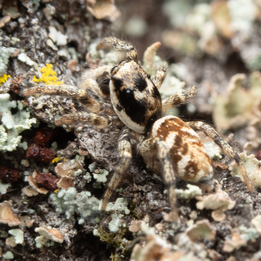 Zebra Jumping Spider in March 2024 by Alan Yoshioka · iNaturalist
