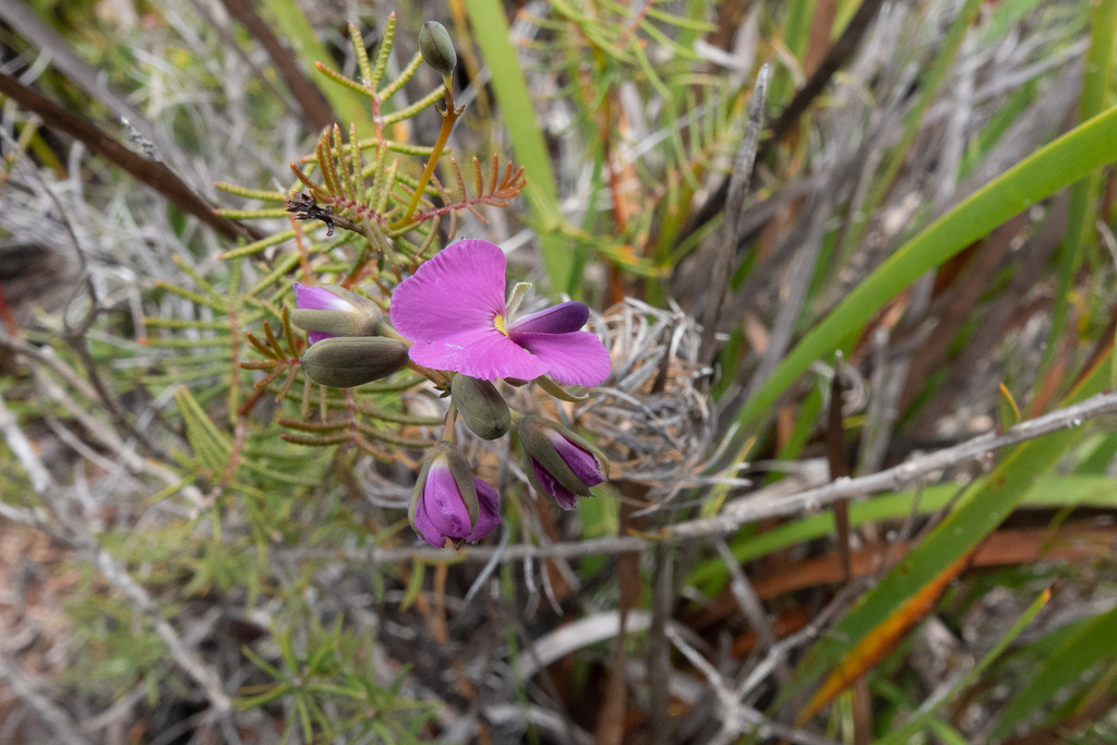Handsome Wedge Pea from Ravensthorpe WA 6346, Australia on October 23 ...