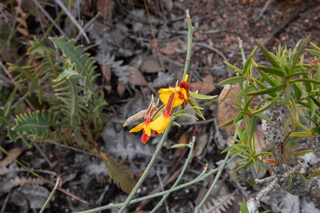 Jacksonia elongata from Ravensthorpe WA 6346, Australia on October 23 ...