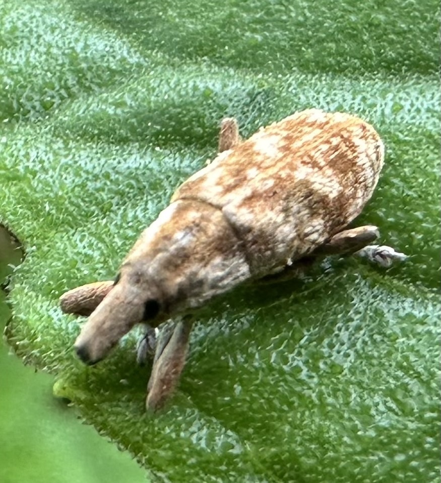 Gasteroclisus immundus from Cherry La, Belli Park, QLD, AU on March 18 ...