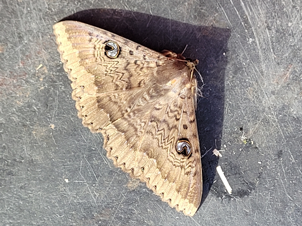 Northern wattle moth from Te Henga (Bethells Beach) 0781, New Zealand ...