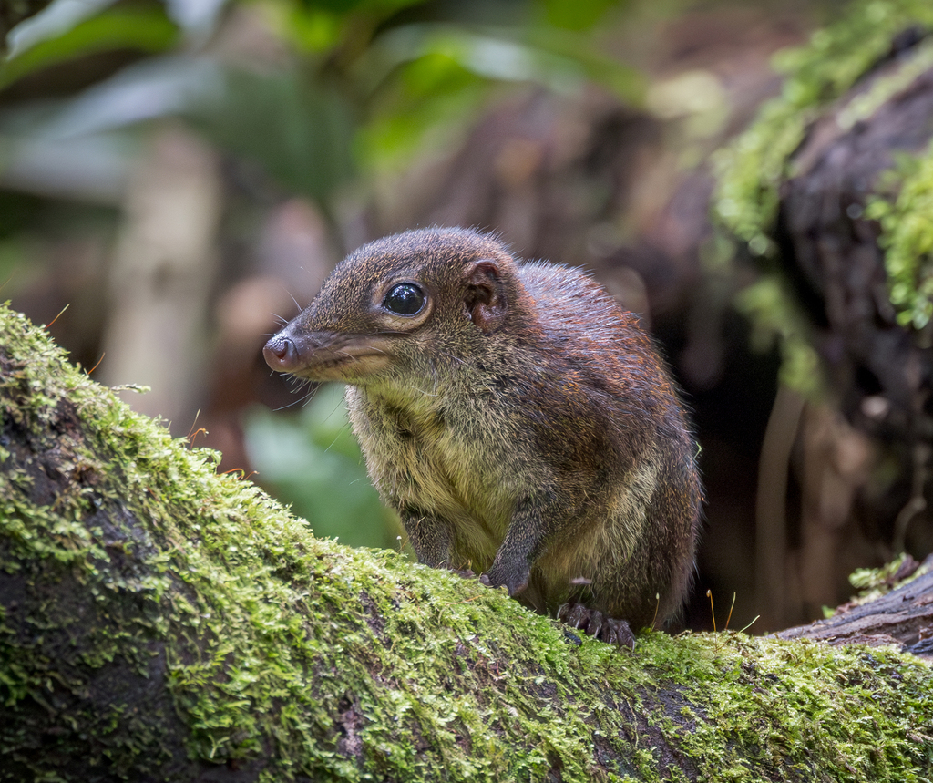 Treeshrews (Tupaiidae) - Know Your Mammals