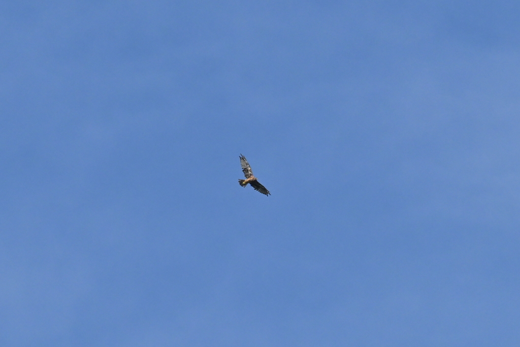 Swamp Harrier from Porirua, Wellington, New Zealand on March 15, 2024 ...
