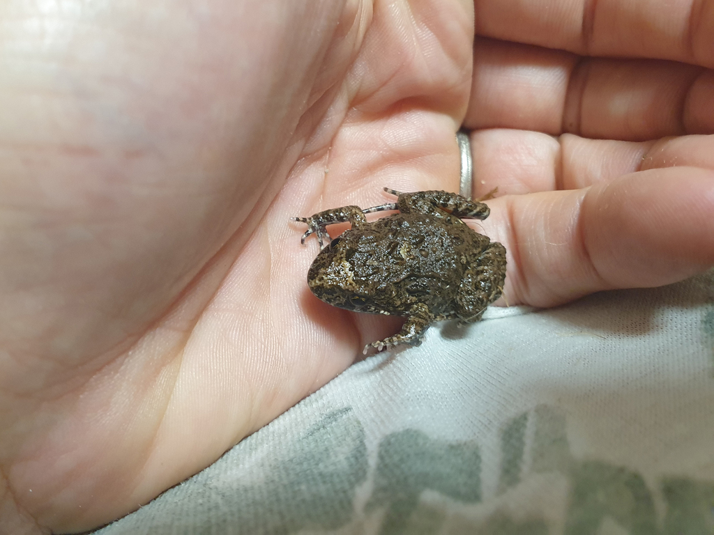 Tusked Frog in March 2024 by Amanda Clissold · iNaturalist