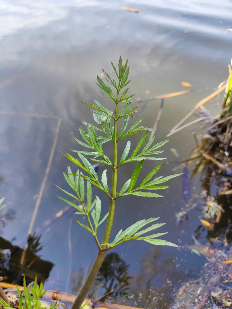 Cowbane from Veresegyház, 2112 Hungary on March 18, 2024 at 11:22 AM by ...