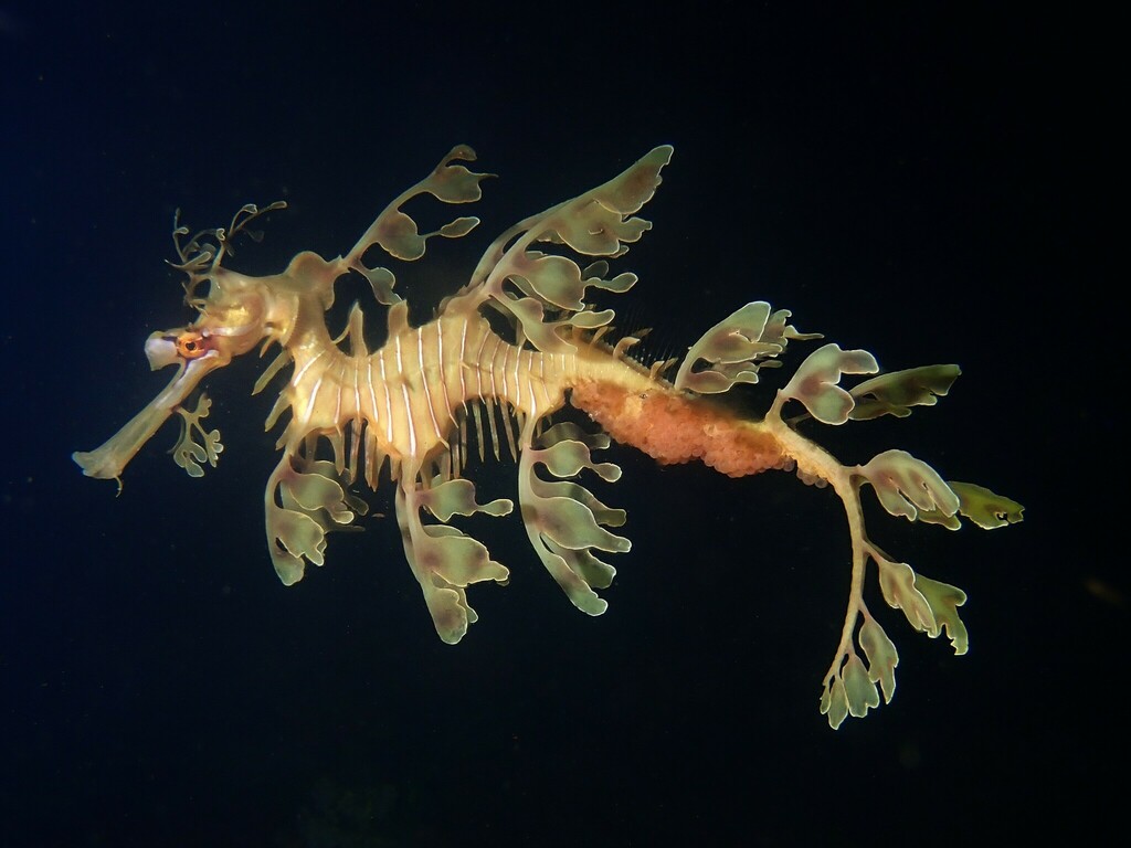 Leafy Seadragon (Phycodurus eques) - Marine Life Identification