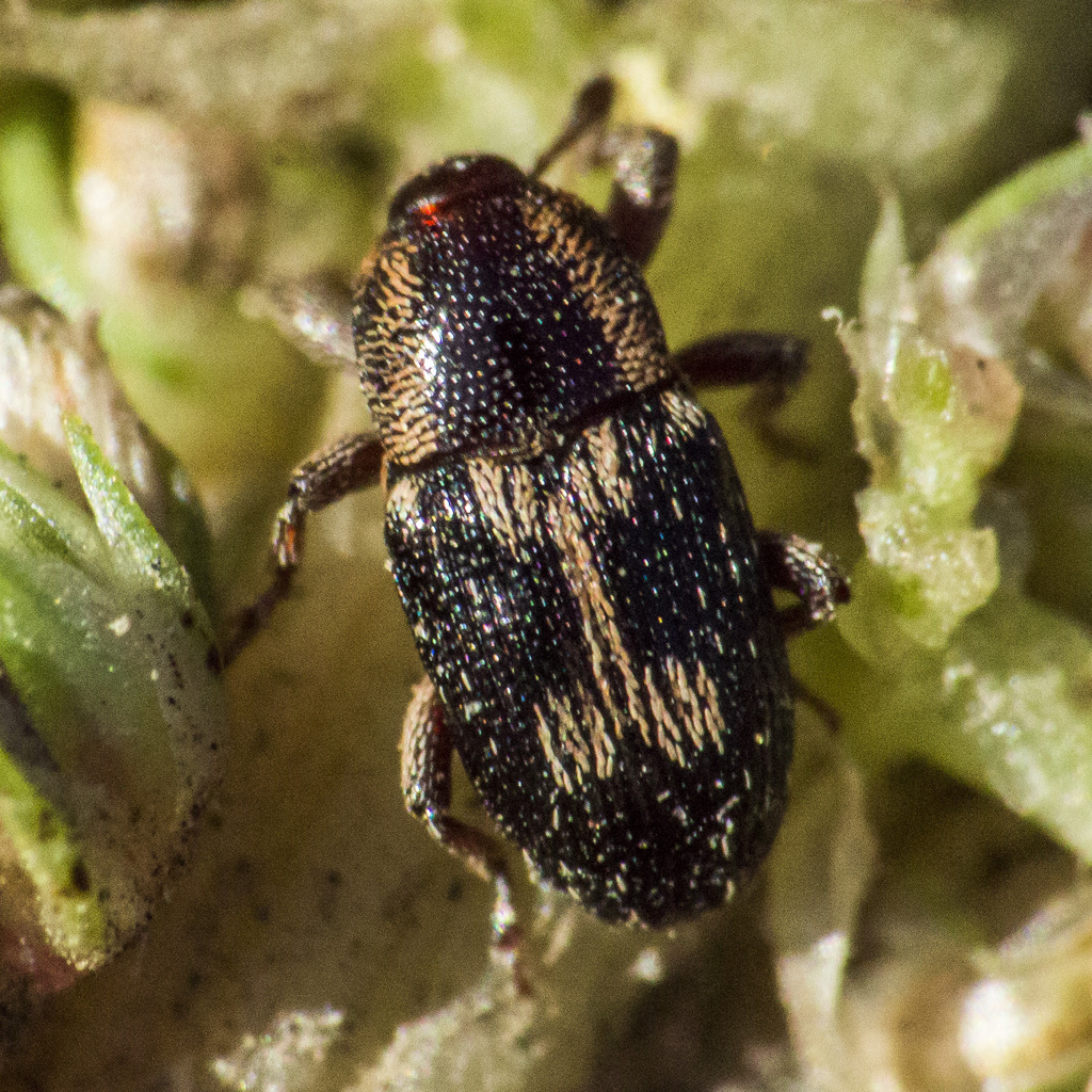 Flower Weevils from 708台灣台南市安平區 on January 21, 2024 at 03:01 PM by 野一點 ...