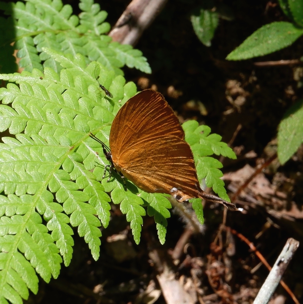 Branded Yamfly from Fraser's Hill on March 17, 2024 at 02:21 PM by ...