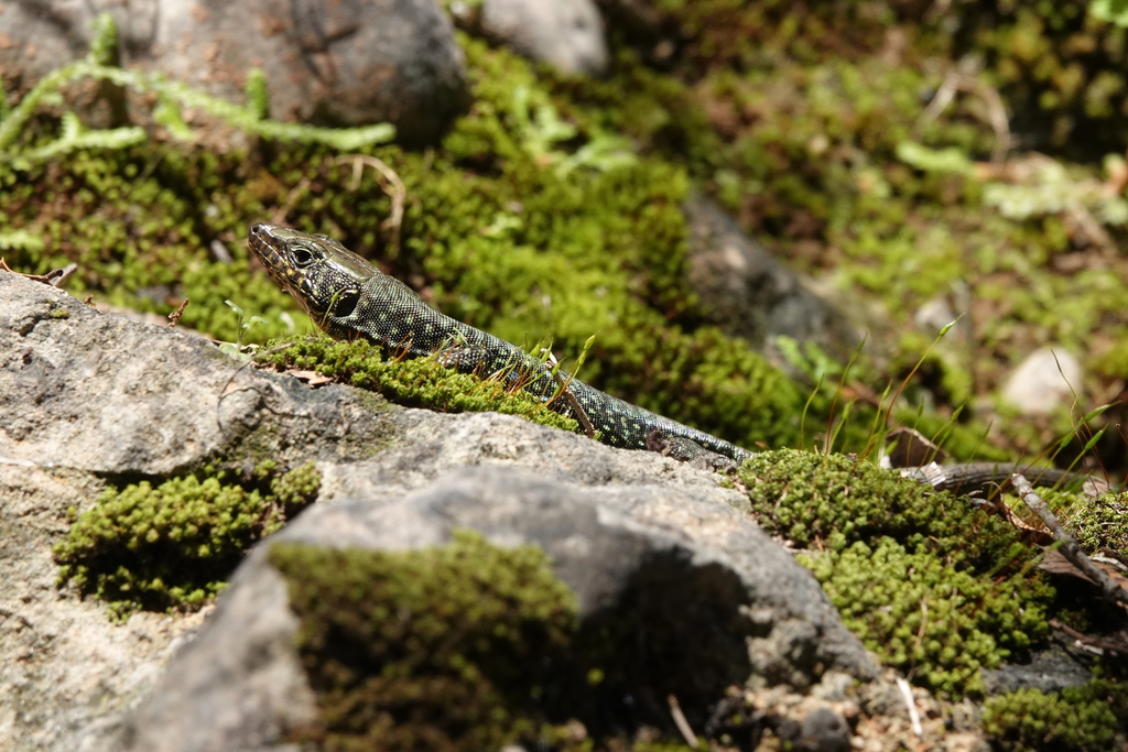 Greek Rock Lizard in March 2024 by MarkCocker · iNaturalist