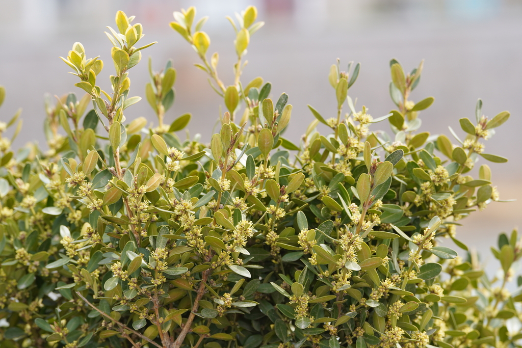 Small-leaved Box from 中国山东省青岛市崂山区 on March 17, 2024 at 11:29 AM by ...
