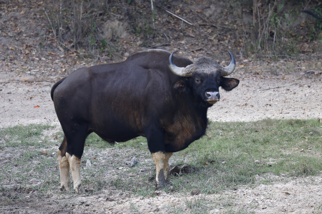Gaur in February 2024 by Daniel Branch · iNaturalist