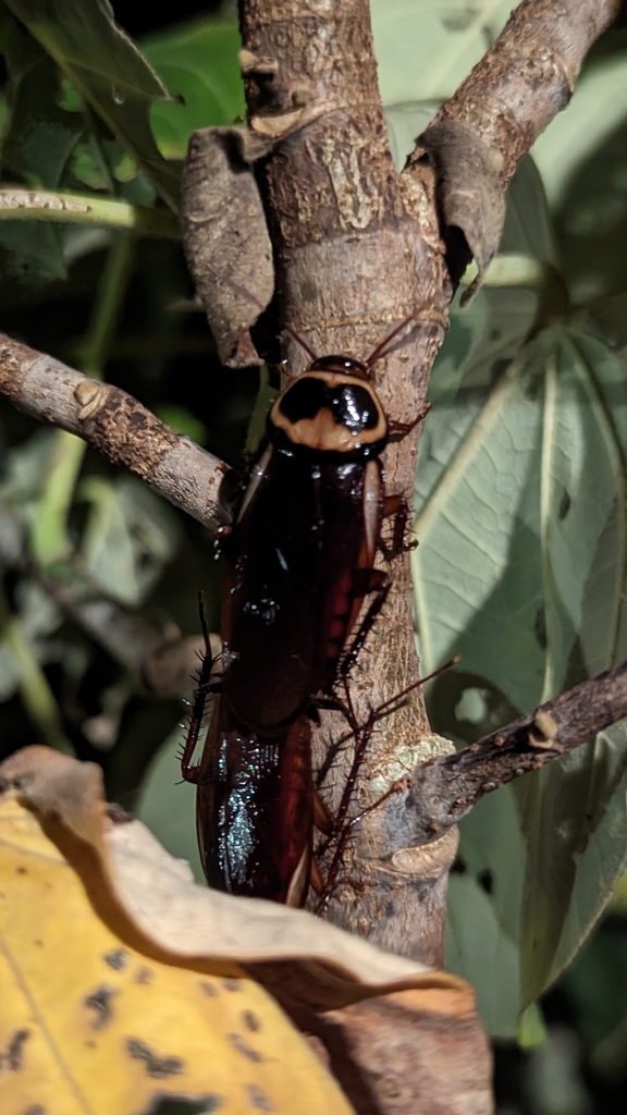 Australian Cockroach from Coolangatta QLD 4225, Australia on March 18 ...