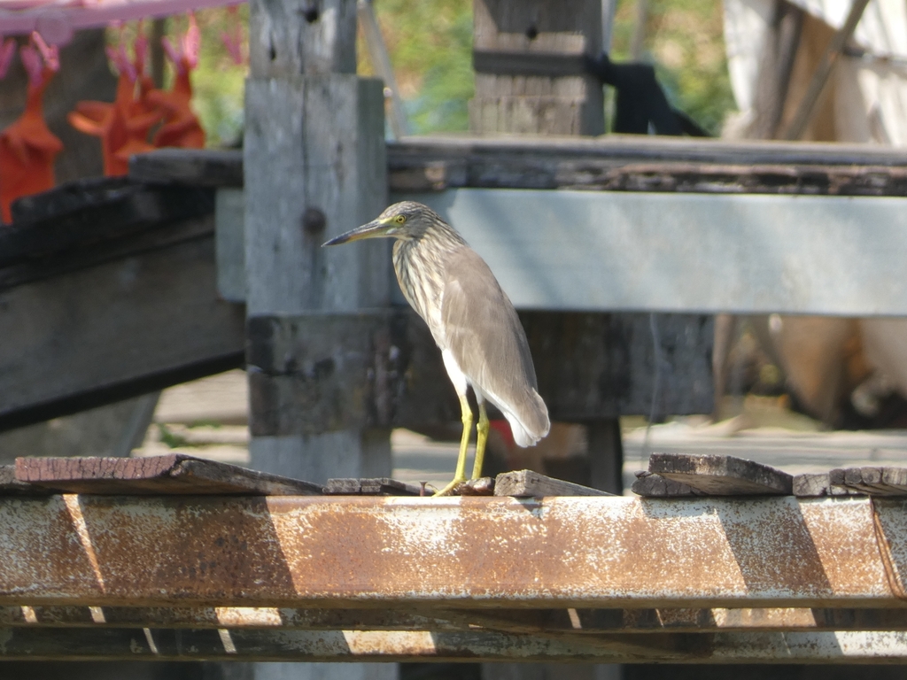 Pond Herons from Khum Thong, Lat Krabang, Bangkok 10520, Thaïlande on ...