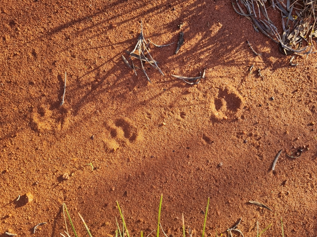 Domestic Cat from Wanarn WA 0872, Australia on March 18, 2024 at 04:52 ...