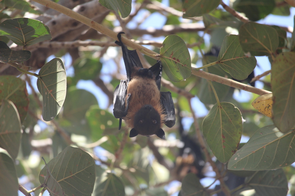 Indian Flying-fox from Devsar, Gujarat, India on March 18, 2024 at 03: ...