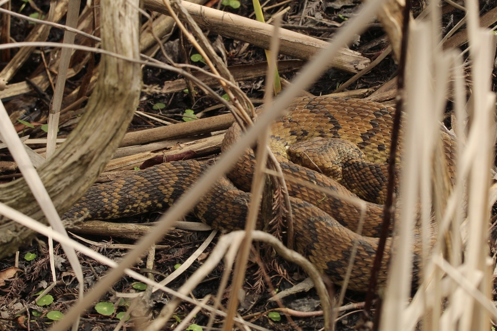 Northern Cottonmouth from Back Bay National Wildlife Refuge, Virginia ...