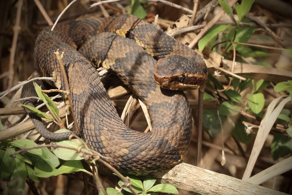 Northern Cottonmouth from Back Bay National Wildlife Refuge, Virginia ...